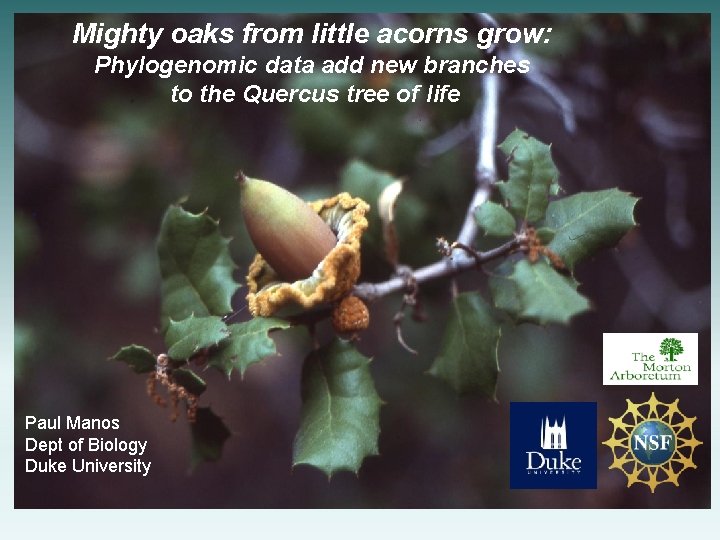 Mighty oaks from little acorns grow Phylogenomic data