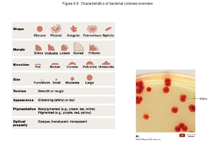 Microbes Figure 6 8 Characteristics of bacterial coloniesoverview