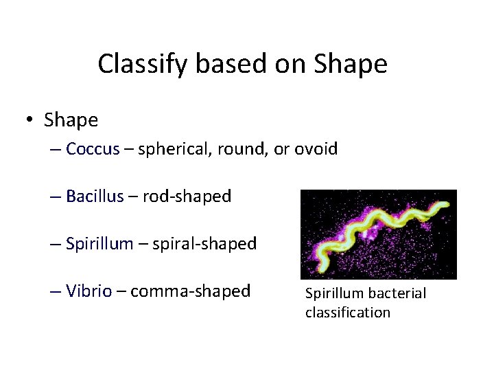 Microbes Figure 6 8 Characteristics of bacterial coloniesoverview