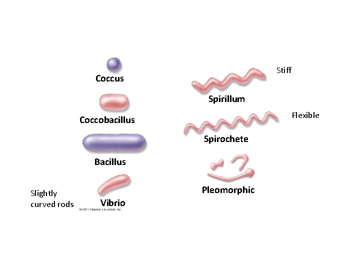 Microbes Figure 6 8 Characteristics of bacterial coloniesoverview
