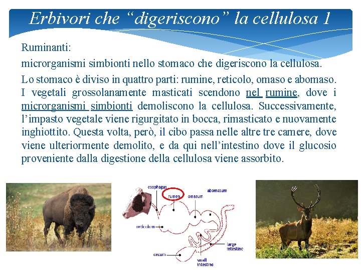 Lezione 2 Molecole biologiche nella cellula 1 Le