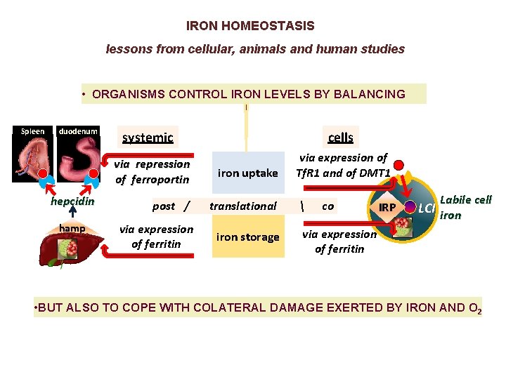 The metabolic effects of excess iron and its