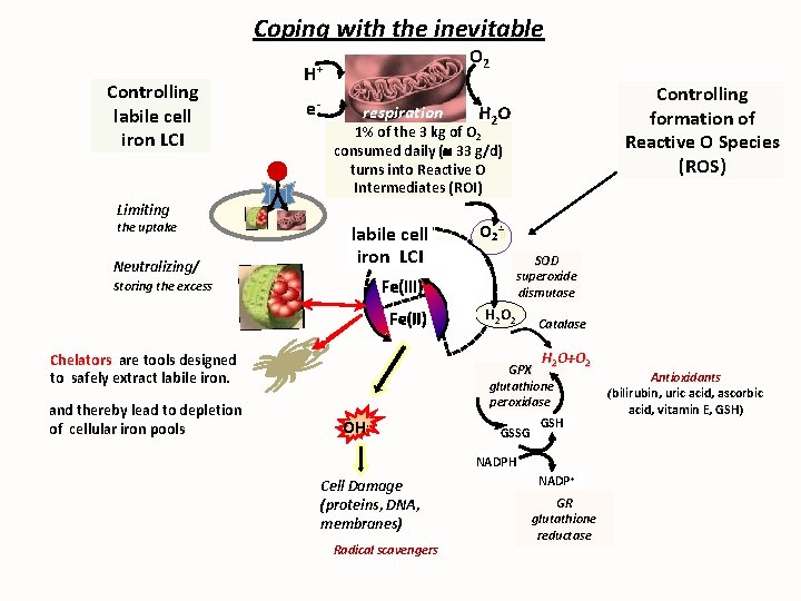 The metabolic effects of excess iron and its