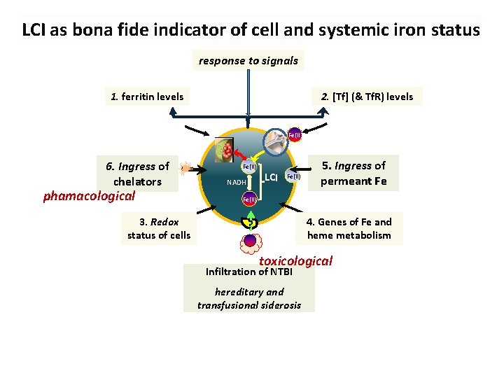 The metabolic effects of excess iron and its