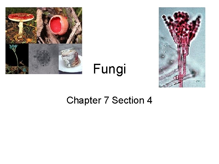 Fungi Chapter 7 Section 4 What are Fungi