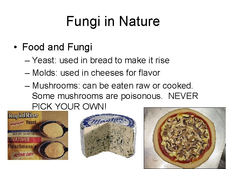 Fungi Chapter 7 Section 4 What are Fungi