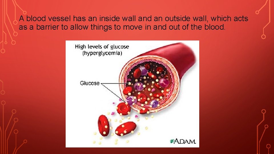 WHAT HAPPENS INSIDE A BLOOD VESSEL TO MAKE