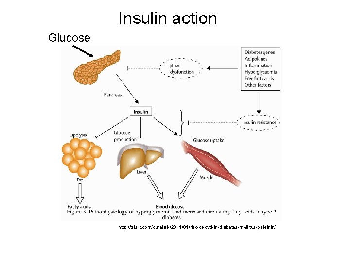 Molecular Mechanism of Metabolic disorders Shinichi Oka Ph