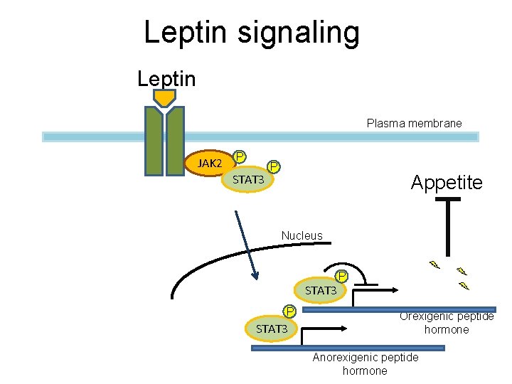 Molecular Mechanism of Metabolic disorders Shinichi Oka Ph