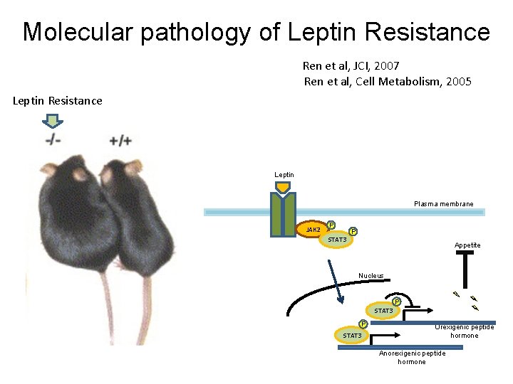 Molecular Mechanism of Metabolic disorders Shinichi Oka Ph