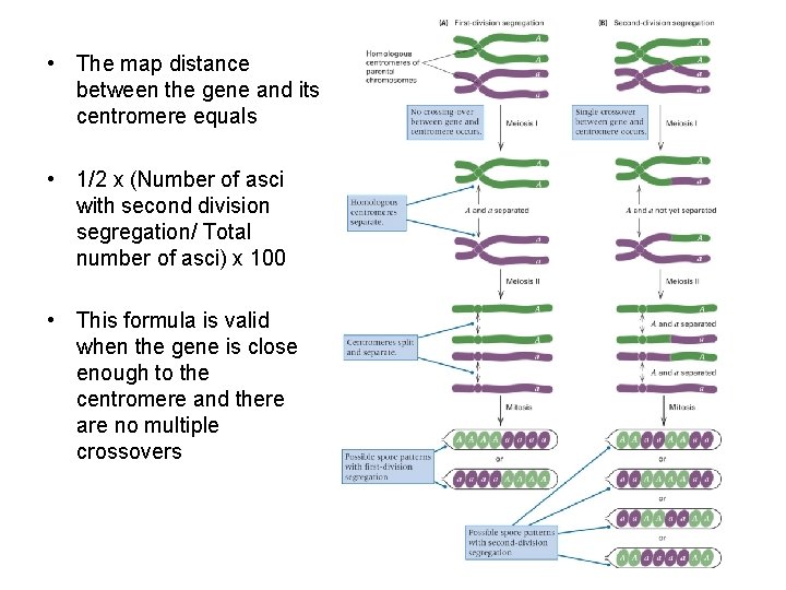 4 Gene Linkage and Genetic Mapping 1 If