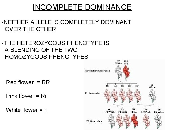 Beyond Mendelian Inheritance INCOMPLETE DOMINANCE NEITHER ALLELE IS