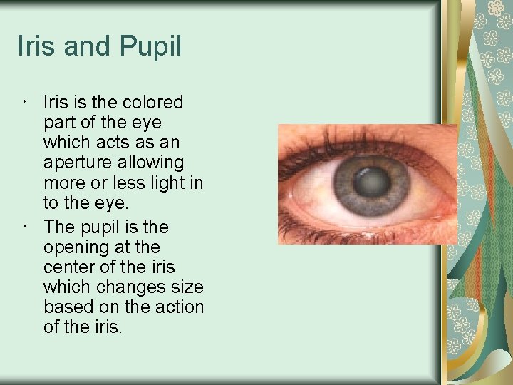Anatomy and Physiology of the Eye BJ Le