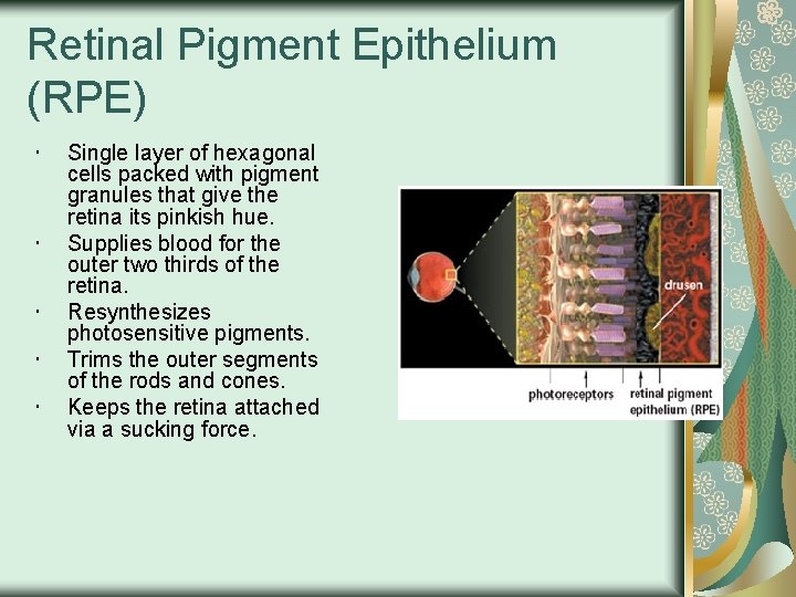 Anatomy and Physiology of the Eye BJ Le