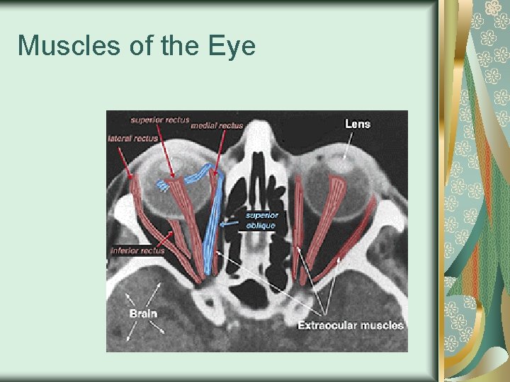 Anatomy and Physiology of the Eye BJ Le