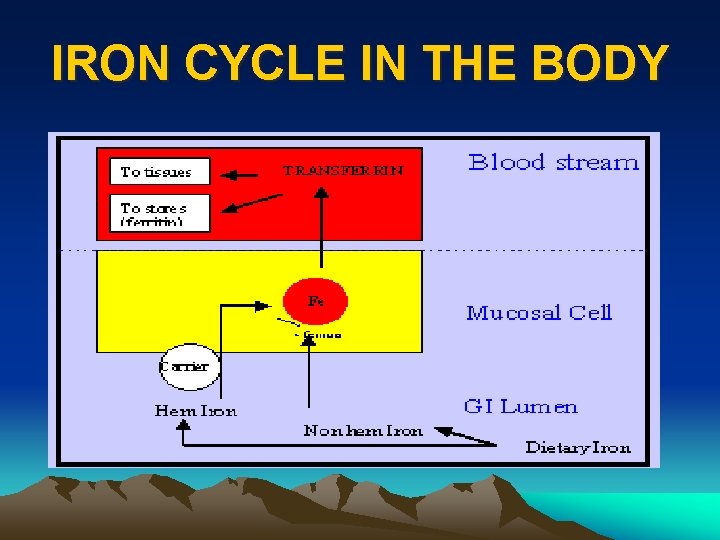IRON DEFICIENCY IDA Abdelaziz Elamin MD Ph D