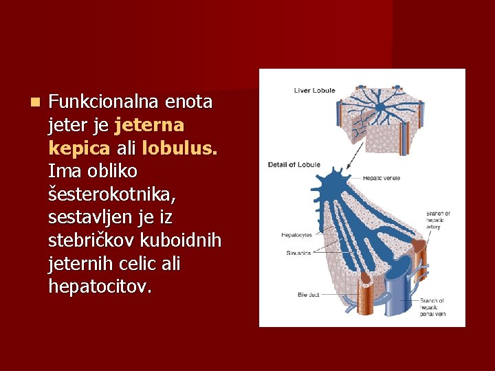 ANATOMIJA IN FIZIOLOGIJA JETER Anatomija jeter jetra so