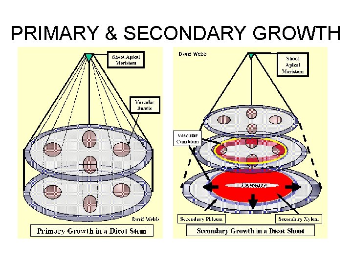 STEMS FORM FUNCTION Function External Anatomy Internal Anatomy