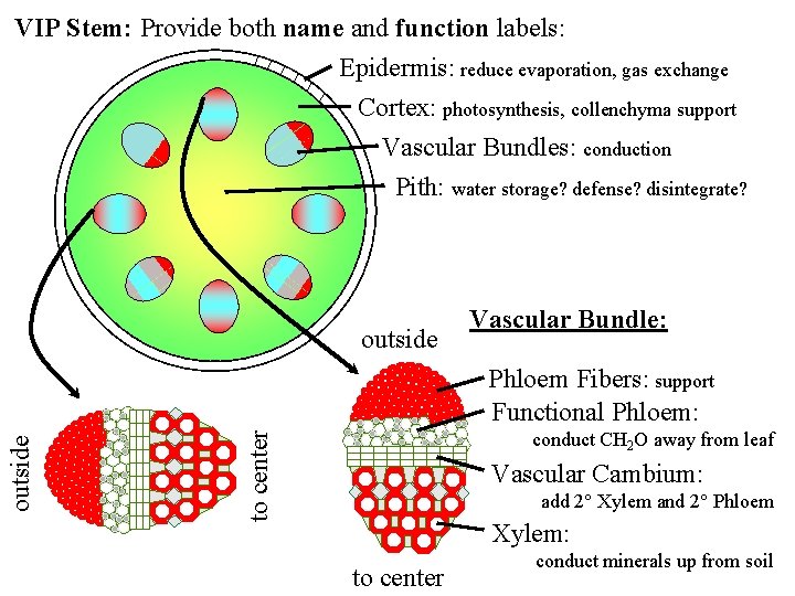 STEMS FORM FUNCTION Function External Anatomy Internal Anatomy