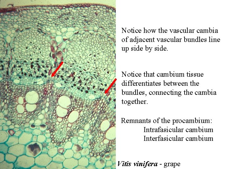 STEMS FORM FUNCTION Function External Anatomy Internal Anatomy