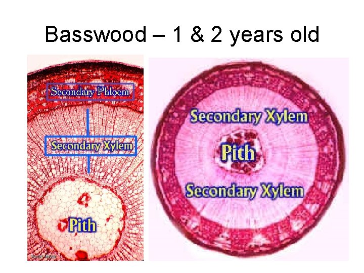 STEMS FORM FUNCTION Function External Anatomy Internal Anatomy