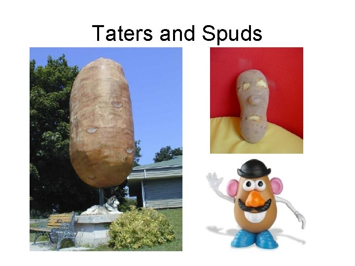 STEMS FORM FUNCTION Function External Anatomy Internal Anatomy