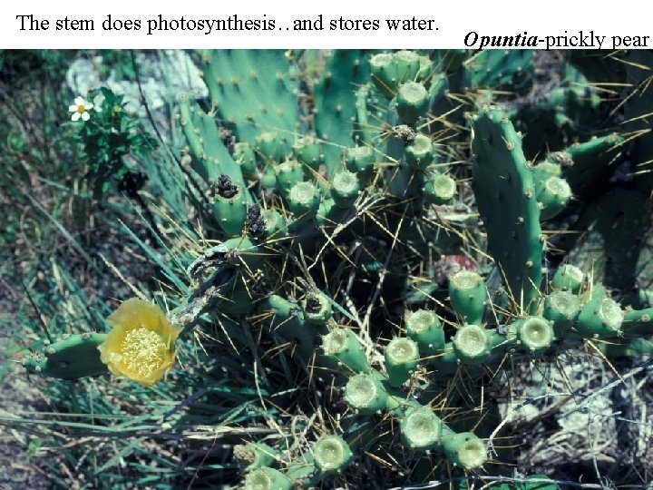 STEMS FORM FUNCTION Function External Anatomy Internal Anatomy