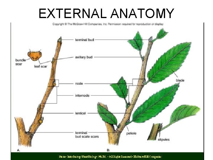 STEMS FORM FUNCTION Function External Anatomy Internal Anatomy