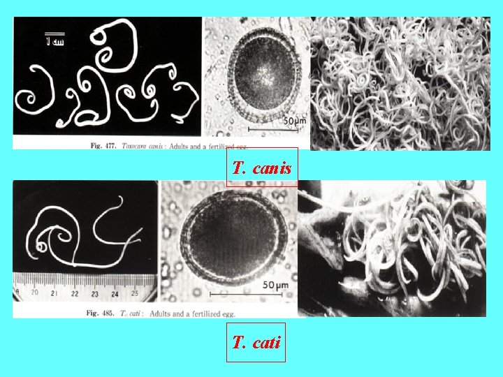 1 True nematodes Intestine Ancylostoma caninum A brazilliense