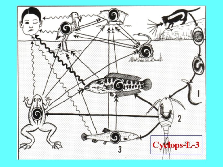 1 True nematodes Intestine Ancylostoma caninum A brazilliense