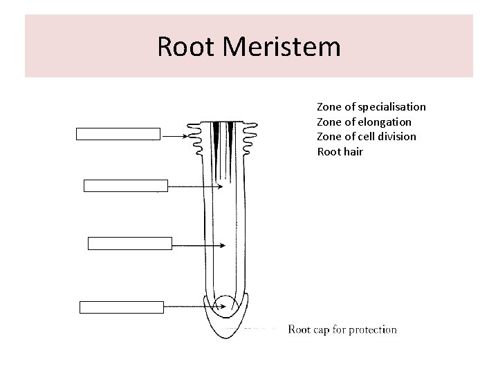 National 5 Biology Unit 2 Multicellular Organisms 2