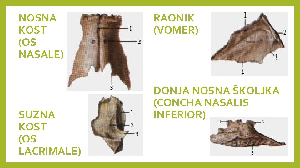 9 KOSTI GLAVE UVOD I OSNOVNA MORFOLOGIJA Medicinska