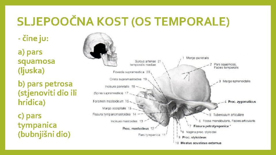 9 KOSTI GLAVE UVOD I OSNOVNA MORFOLOGIJA Medicinska