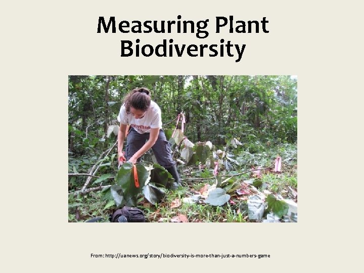 Measuring Plant Biodiversity From http uanews ...