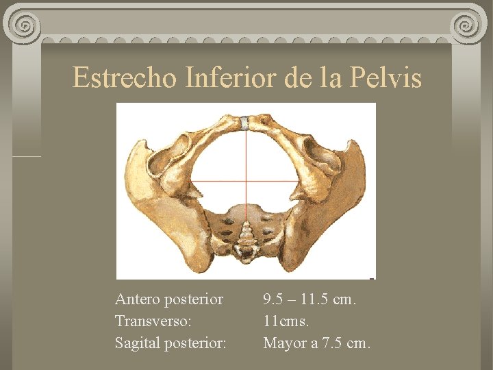 ANATOMIA PELVICA APLICADA ALA OBSTETRICIA Pelvis sea Sacro