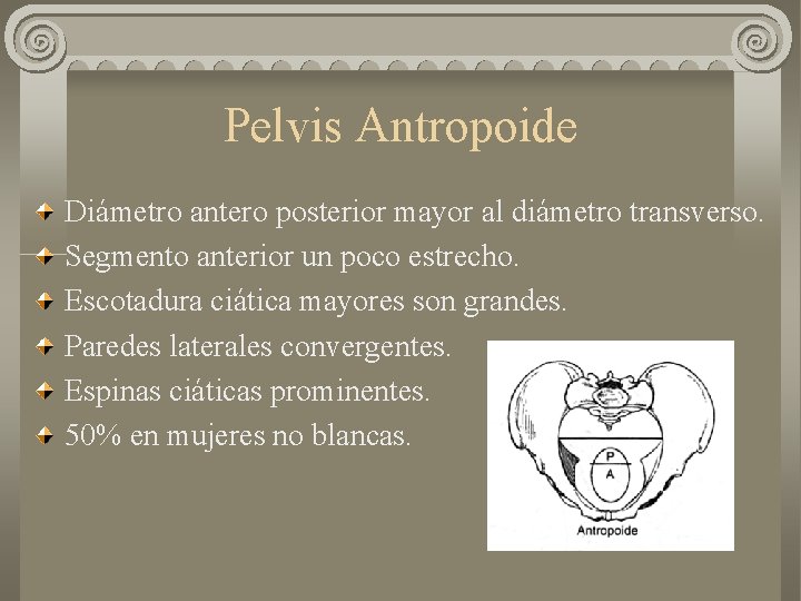 ANATOMIA PELVICA APLICADA ALA OBSTETRICIA Pelvis sea Sacro