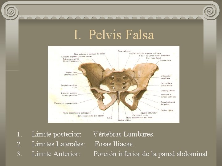 ANATOMIA PELVICA APLICADA ALA OBSTETRICIA Pelvis sea Sacro