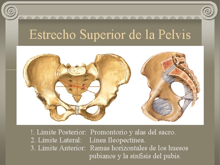 ANATOMIA PELVICA APLICADA ALA OBSTETRICIA Pelvis sea Sacro