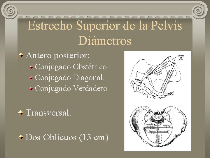 ANATOMIA PELVICA APLICADA ALA OBSTETRICIA Pelvis sea Sacro