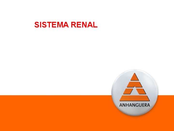 SISTEMA RENAL Sistema Renal Rins Secretam a urina