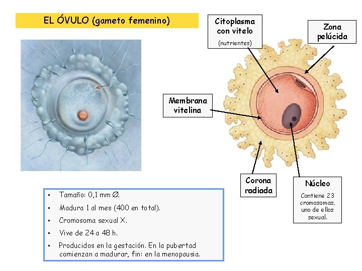 LA FUNCIN DE REPRODUCCIN 1 2 3 4