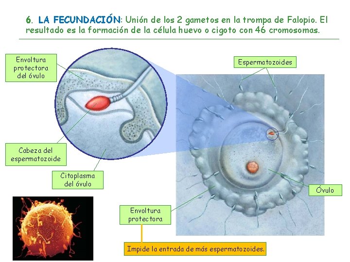 LA FUNCIN DE REPRODUCCIN 1 2 3 4