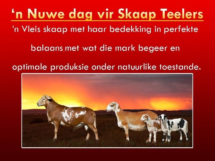 WAARHEEN NOUvetstert en huidige vleis rasse WAAROM N