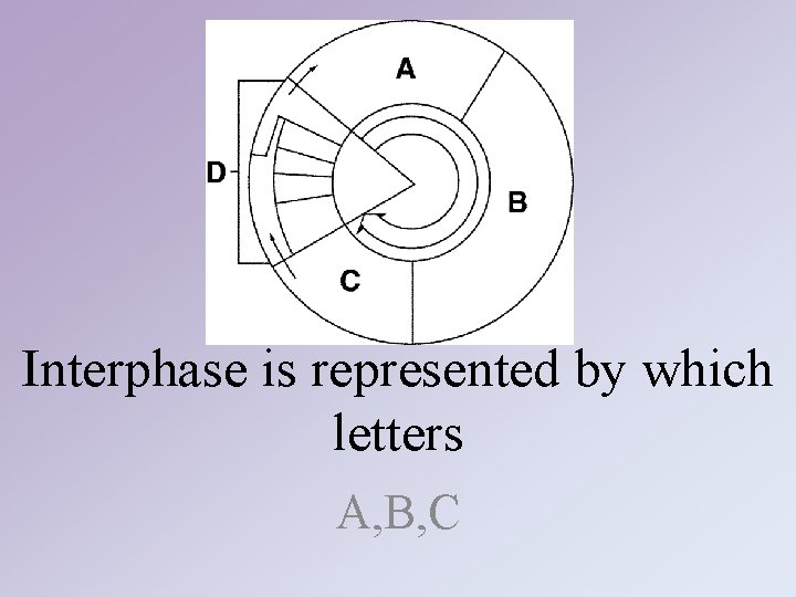 List the four phases of mitosis in order