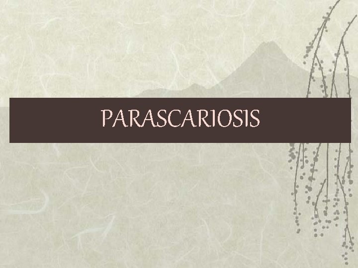 PARASCARIOSIS Agente Etiolgico Parascaris equorum Morfologa v 15