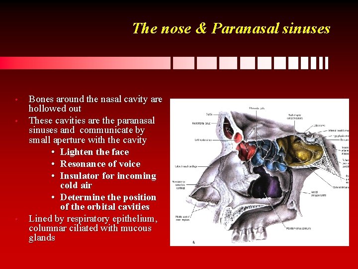 The nose Paranasal sinuses Bones around the nasal
