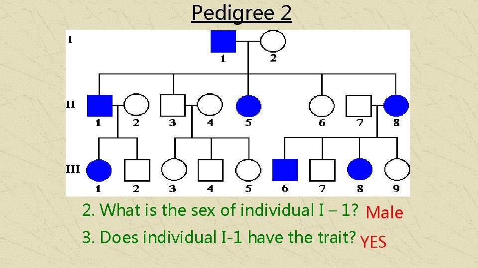 Pedigree charts Pedigree notes handout What is a