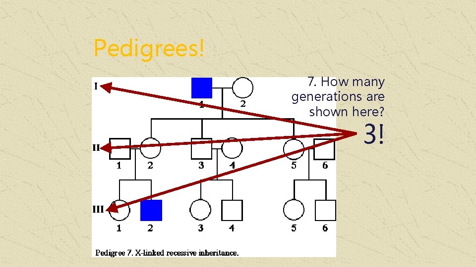 Pedigree charts Pedigree notes handout What is a