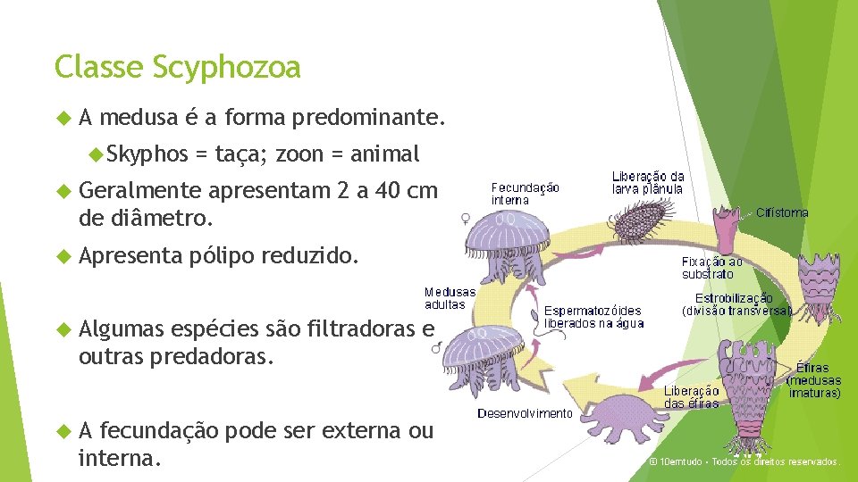 Diversidade Animal I Filos Porferos Esponjas Cnidrios Hidras