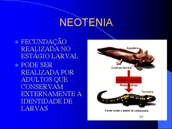 BIOLOGIA PROFESSOREDSON REPRODUO ANIMAL l a capacidade que